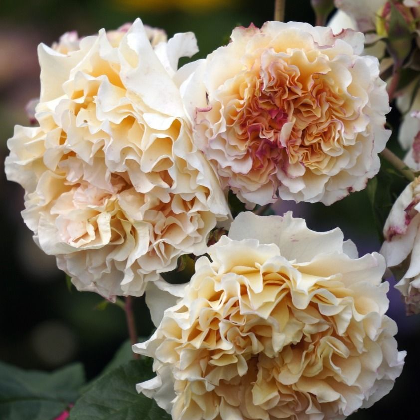 Роза флорибунда Miss Fine/Мисс Файн