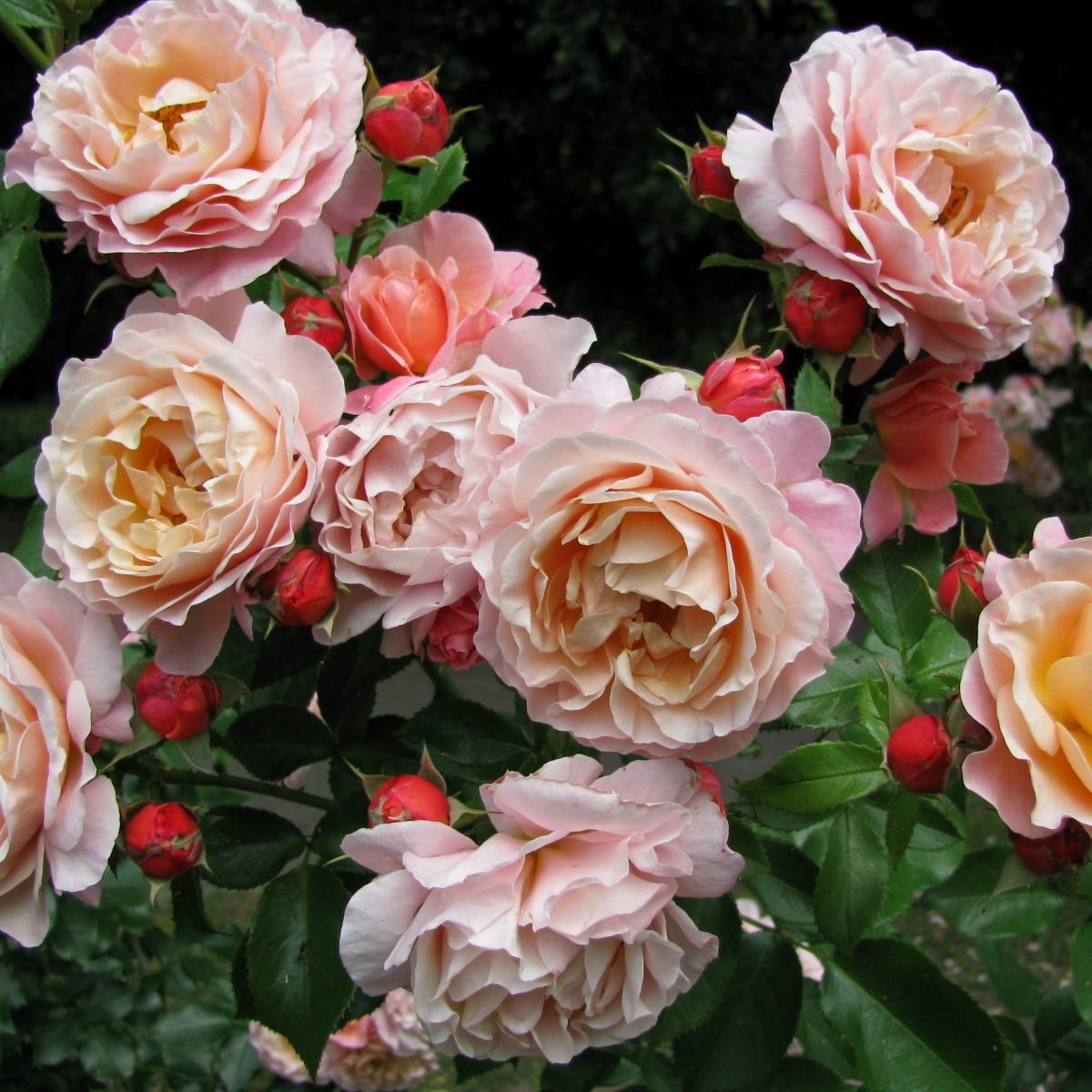 Роза флорибунда Marie Curie/Мари Кюри