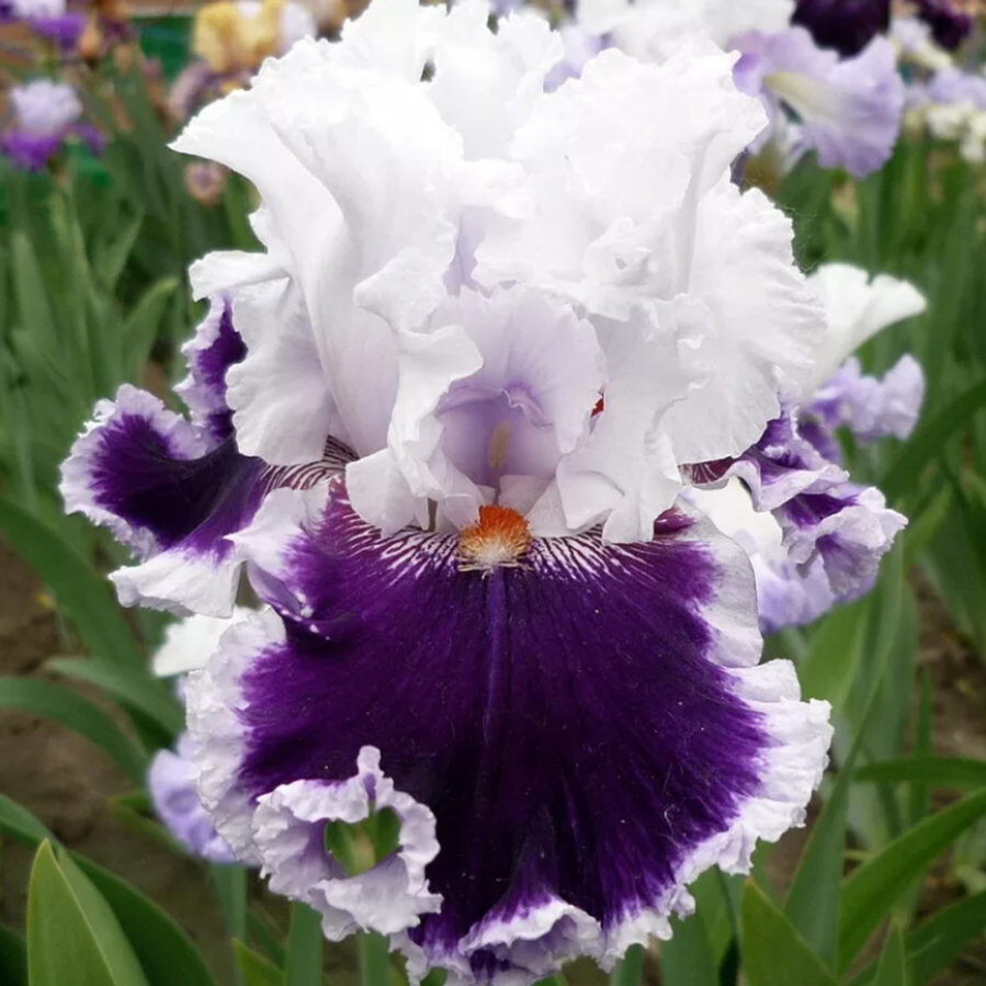 Ирис бородатый высокорослый DARING DECEPTION / ДЭРИН ДИСЕПШН